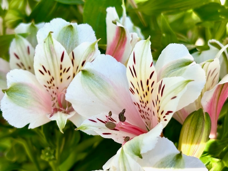 Alstroemeria 'Inca Tirol' | Online Flower Garden