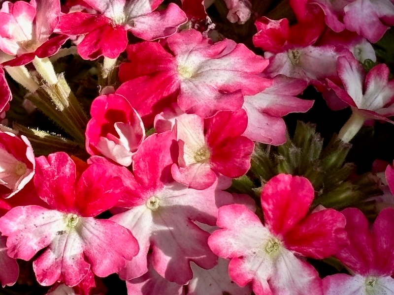 Verbena 'Wicked™ Rad Red' | Online Flower Garden