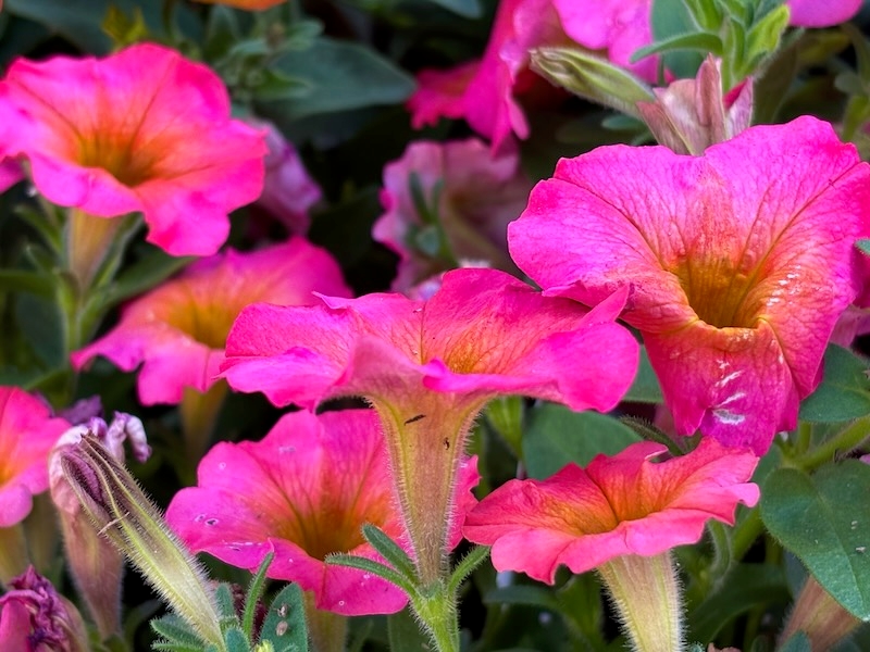 Petunia 'Supertunia® Daybreak Charm' | Online Flower Garden