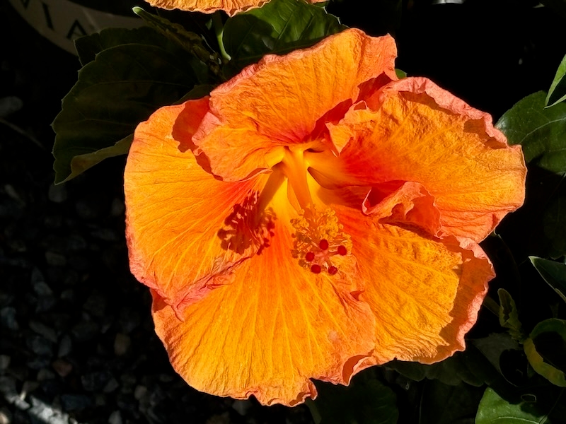 Hibiscus ‘Jazzy Jewel® Amber’ | Online Flower Garden