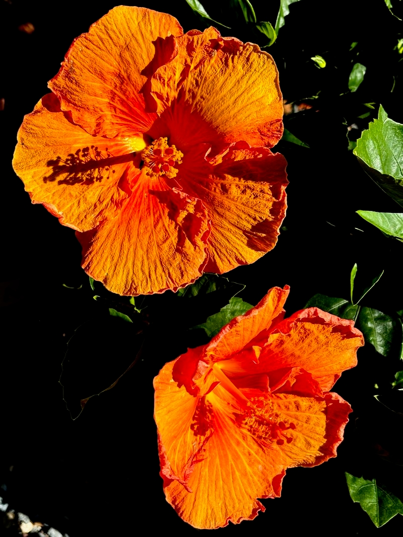 Hibiscus ‘Jazzy Jewel® Amber’ | Online Flower Garden