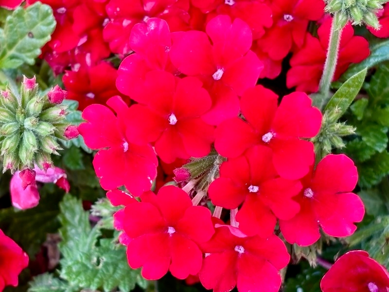 Verbena ‘Temari® Trailing Red’ | Online Flower Garden