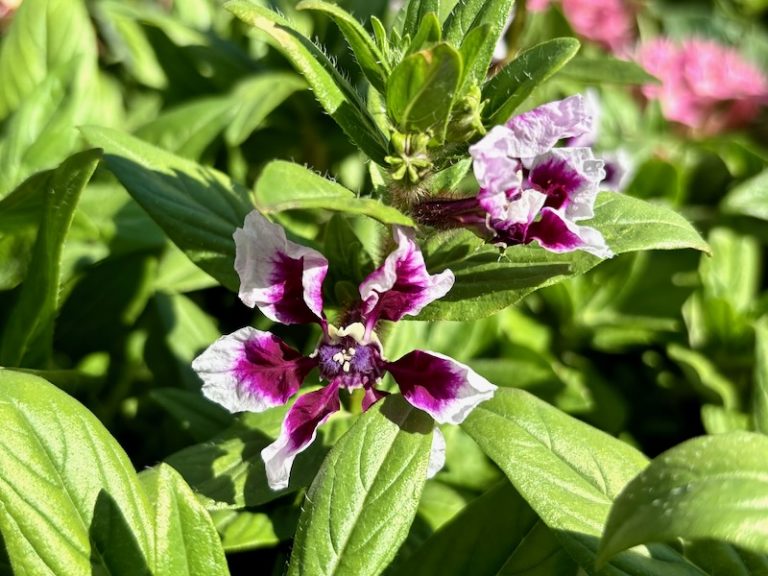 Cuphea ‘Sweet Talk™ Lavender Splash’ | Online Flower Garden