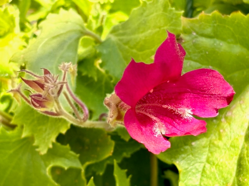 Lophospermum 'Lofos® Compact Rose' | Online Flower Garden