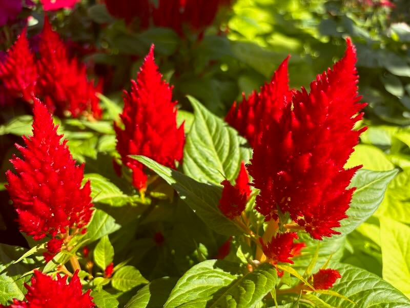 Celosia plumosa ‘Glorious Red’ | Online Flower Garden