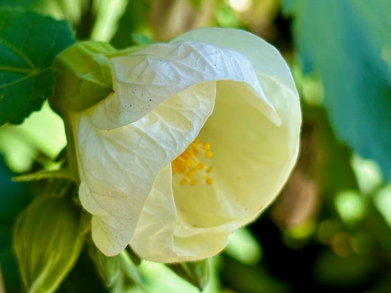 Abutilon hybridum ‘Canopus’ | Online Flower Garden