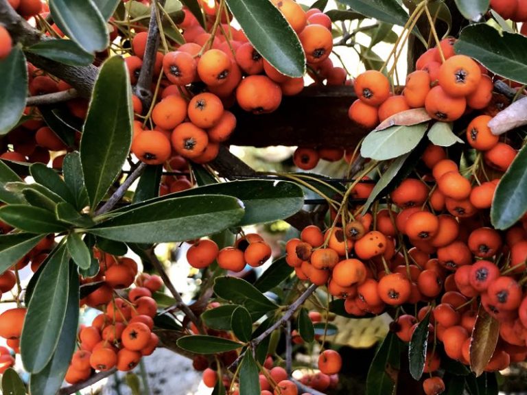Pyracantha koidzumii 'Santa Cruz' | Online Flower Garden