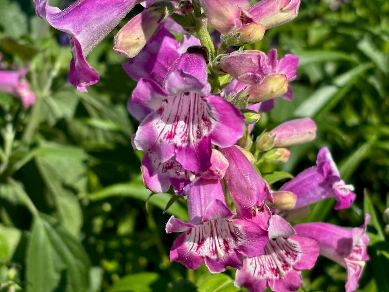 Penstemon ‘Lavender Ruffles’ | Online Flower Garden