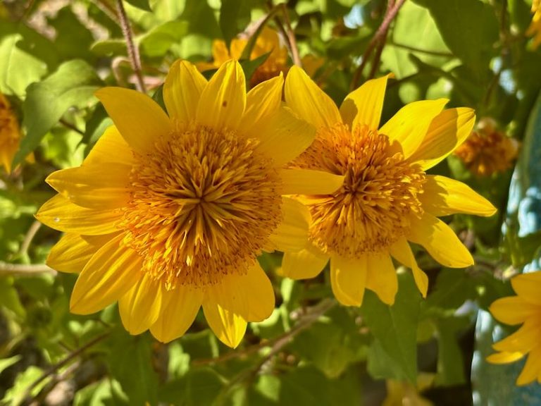 Helianthus ‘Sunfinity® Double Yellow’ | Online Flower Garden