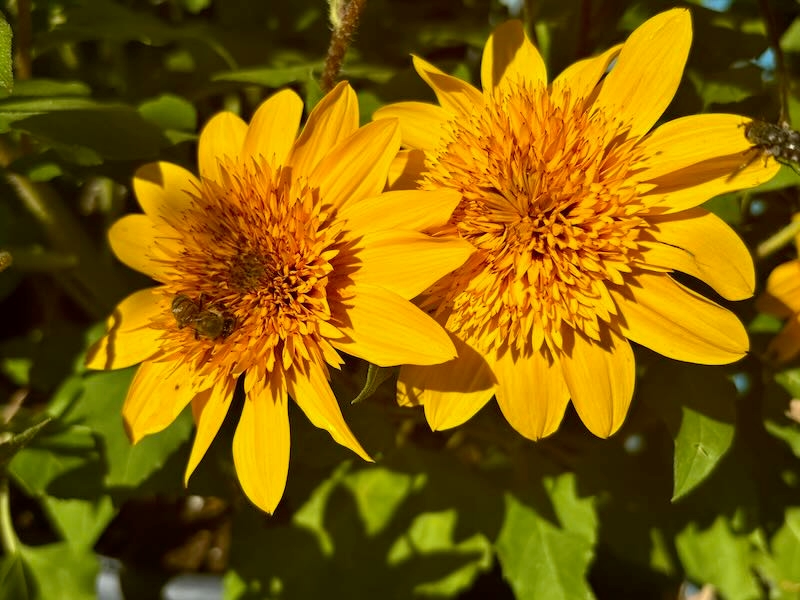 Helianthus ‘Sunfinity® Double Yellow’ | Online Flower Garden