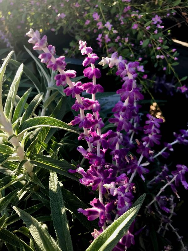 Salvia leucantha 'Santa Barbara' | Online Flower Garden