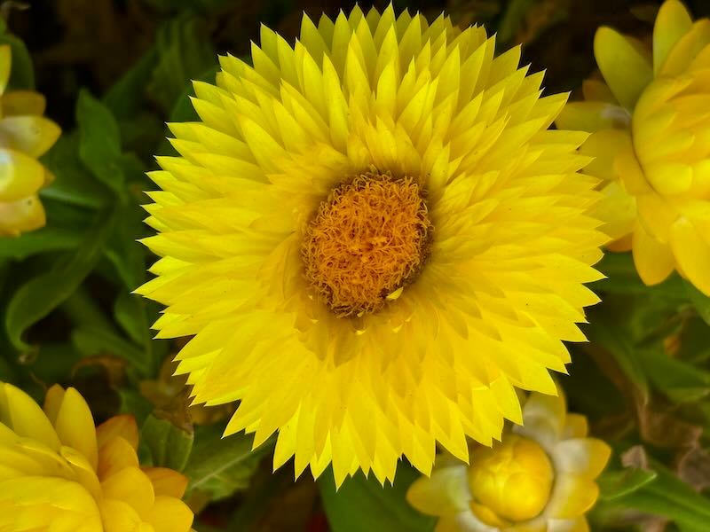 Bracteantha ‘Granvia® Gold’ | Online Flower Garden