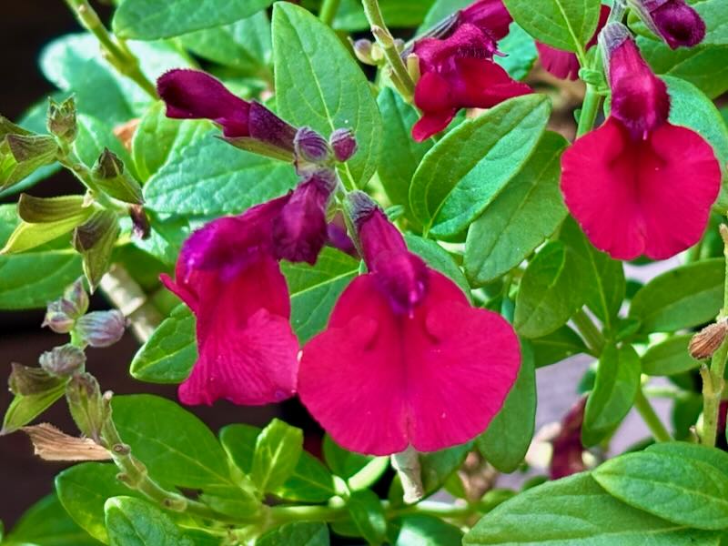 Salvia greggii 'Mirage® Cherry Red' | Online Flower Garden