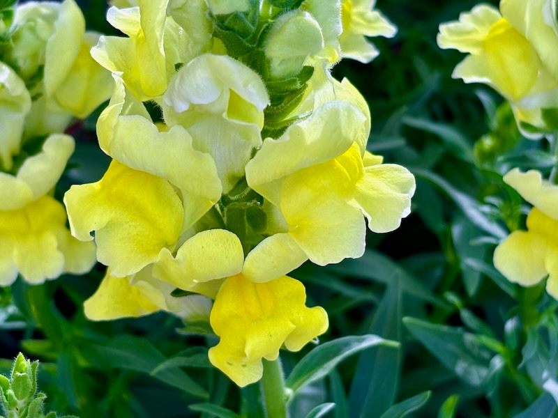 Antirrhinum ‘Speedy Sonnet Yellow’ | Online Flower Garden