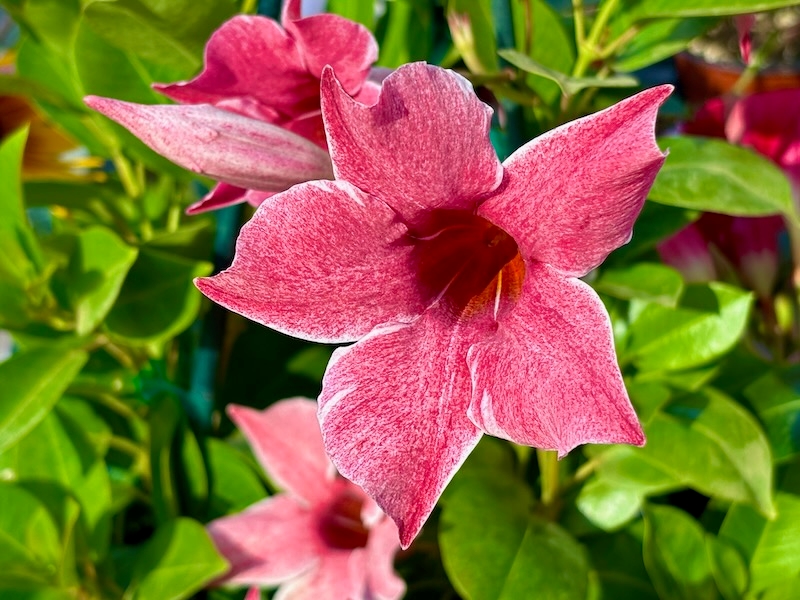 Sun Parasol® Original XP Mauvelous Mandevilla