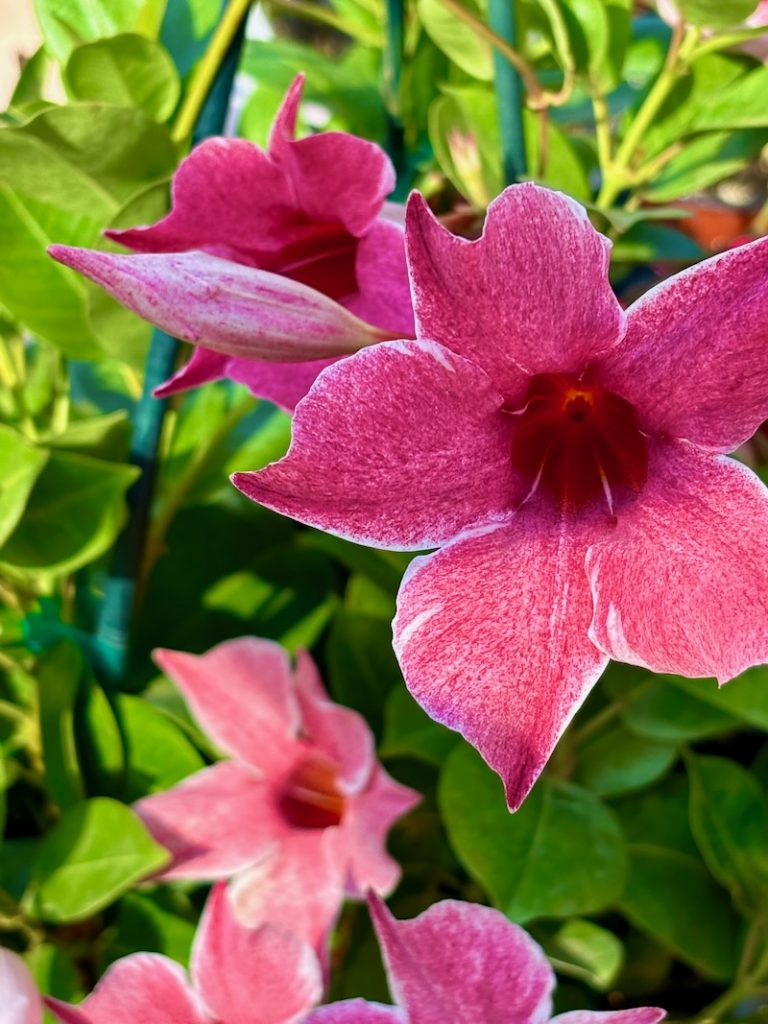 Sun Parasol® Original XP Mauvelous Mandevilla