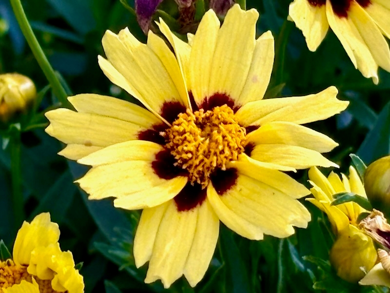 Coreopsis 'Uptick™ Cream and Red' | Online Flower Garden