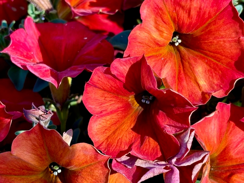 Petchoa SuperCal® Premium 'Red Maple' | Online Flower Garden