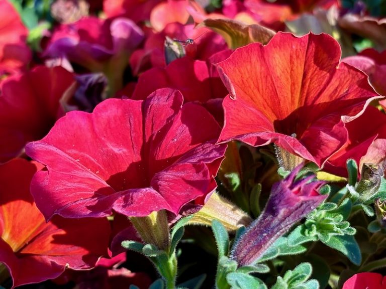 Petchoa SuperCal® Premium 'Red Maple' | Online Flower Garden