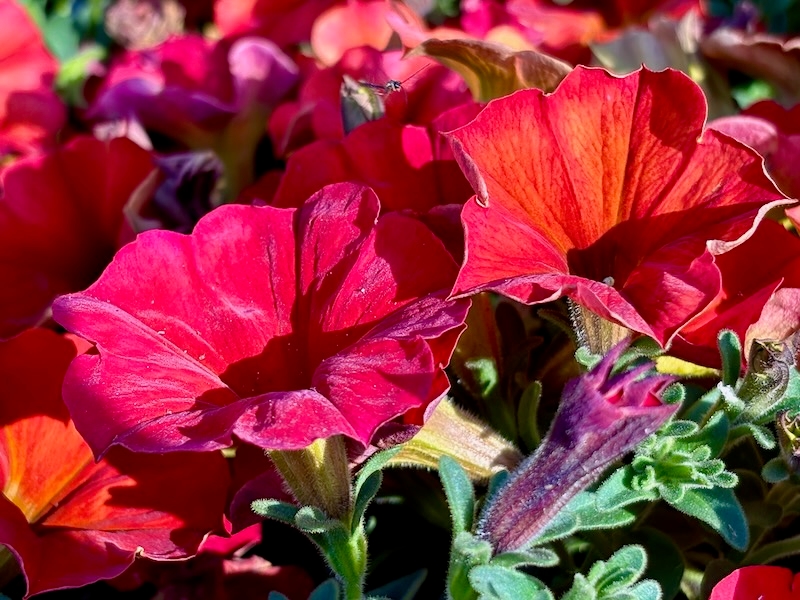 Petchoa SuperCal® Premium 'Red Maple' | Online Flower Garden