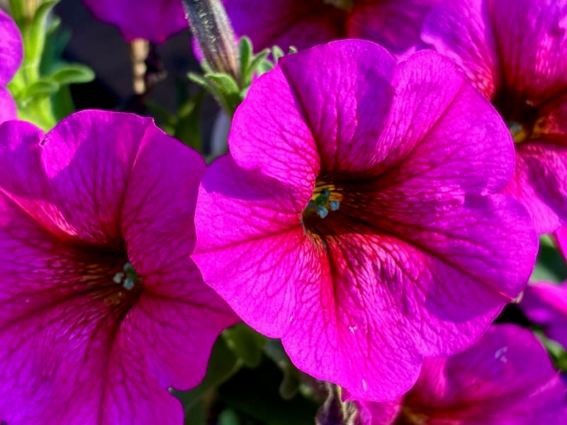 Petchoa SuperCal® Premium 'Purple Dawn' Hybrid