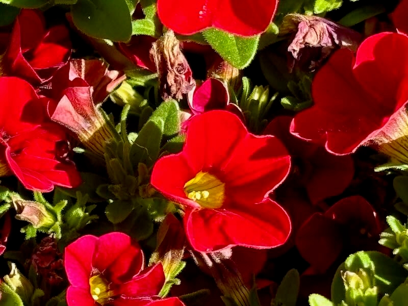 Calibrachoa Cabaret® ‘Red’ | Online Flower Garden