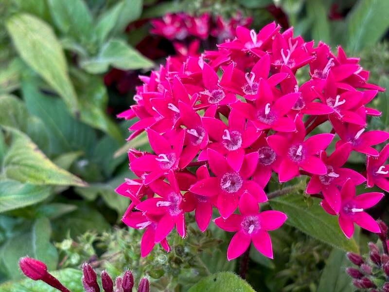 Pentas 'Graffiti 20/20 Ruby' | Online Flower Garden
