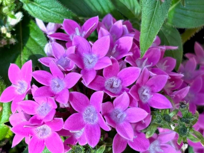 Pentas 'Graffiti 20/20 Lavender Pink' | Online Flower Garden