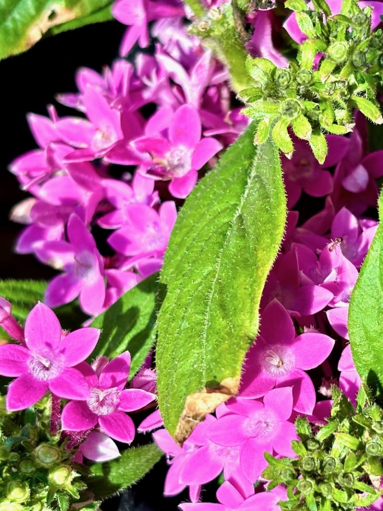 Pentas 'Graffiti 20/20 Lavender Pink' | Online Flower Garden