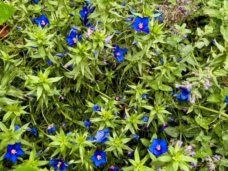 Lysimachia monelli | Online Flower Garden