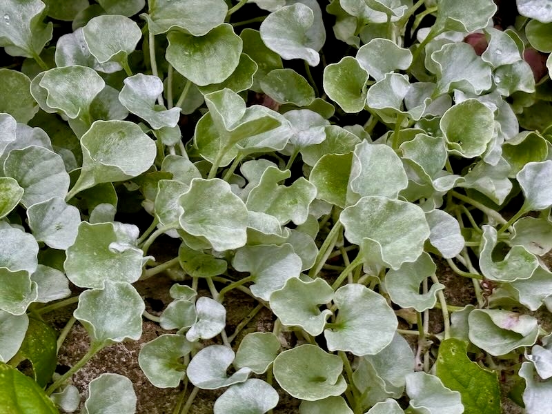 Dichondra argentea Silver Ponysfoot | Online Flower Garden