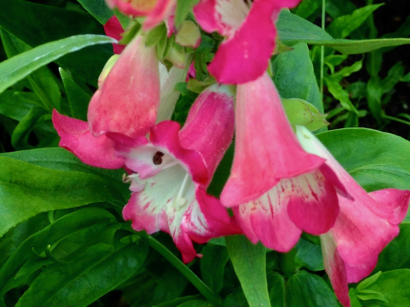 Penstemon 'Flock of Flamingos' | Online Flower Garden