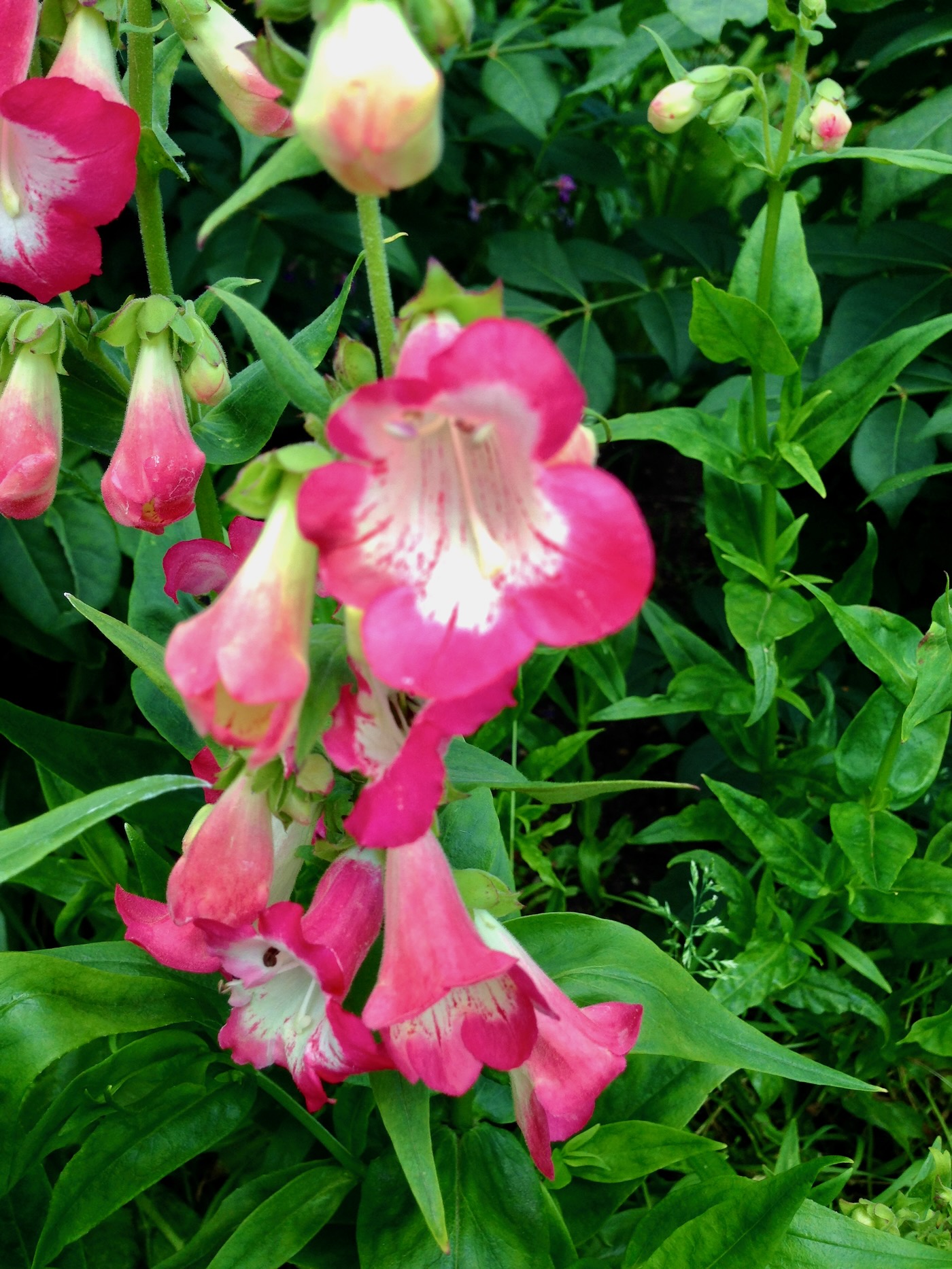 Penstemon 'Flock of Flamingos' | Online Flower Garden