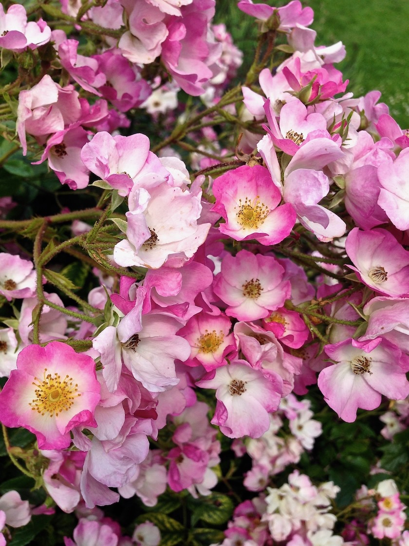 Rosa 'Ballerina' or Rose 'Ballerina' | Online Flower Garden