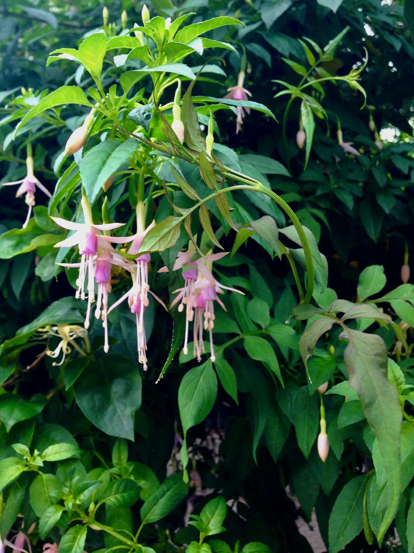 Penstemon 'Flock of Flamingos' | Online Flower Garden