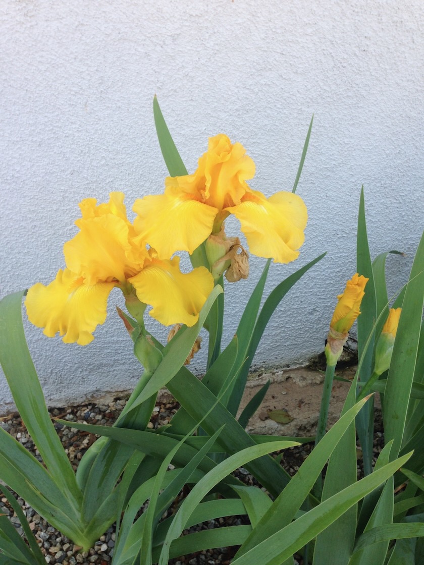 Iris, tuberous and bulbous | Online Flower Garden