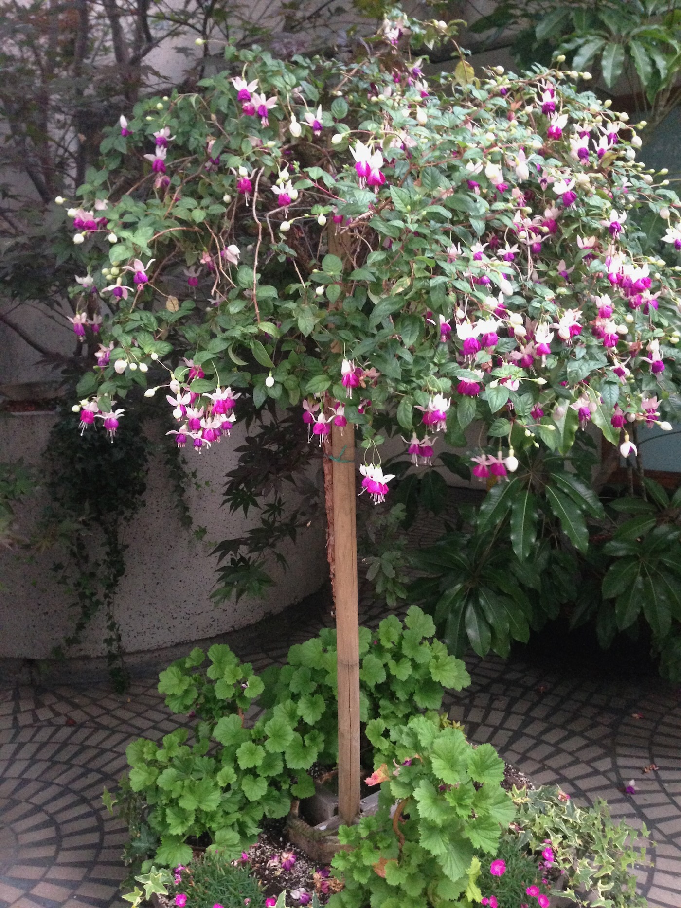 Fuchsia 'Old Berkeley' | Online Flower Garden