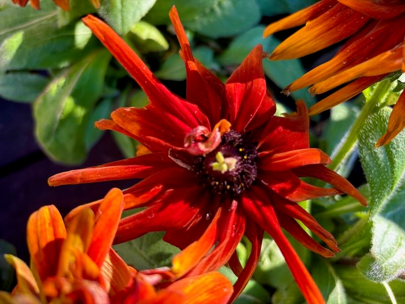 Rudbeckia hirta ‘Cherokee Sunset’ | Online Flower Garden
