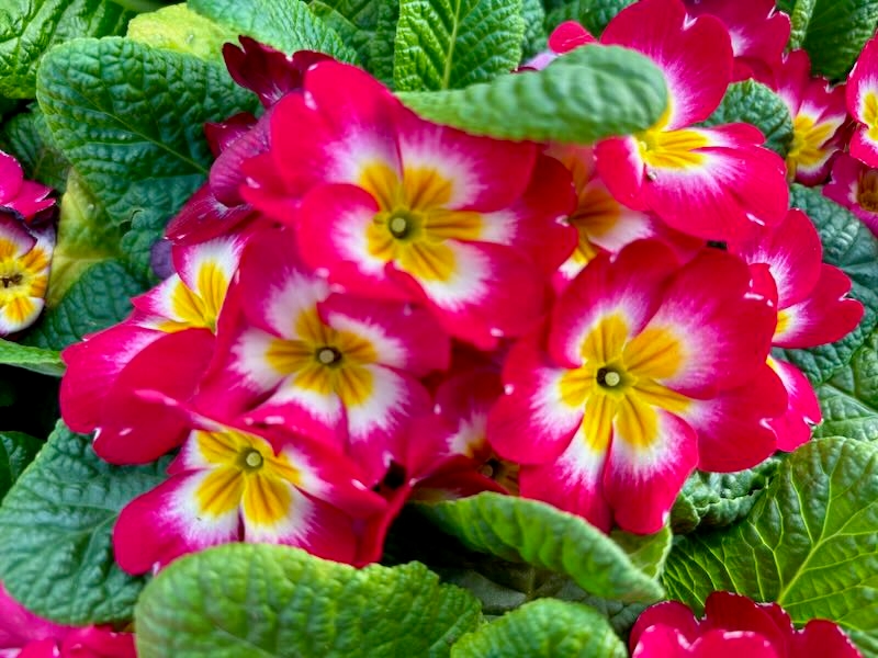 Primula acaulis 'Danessa Rose Bicolor' |Online Flower Garden