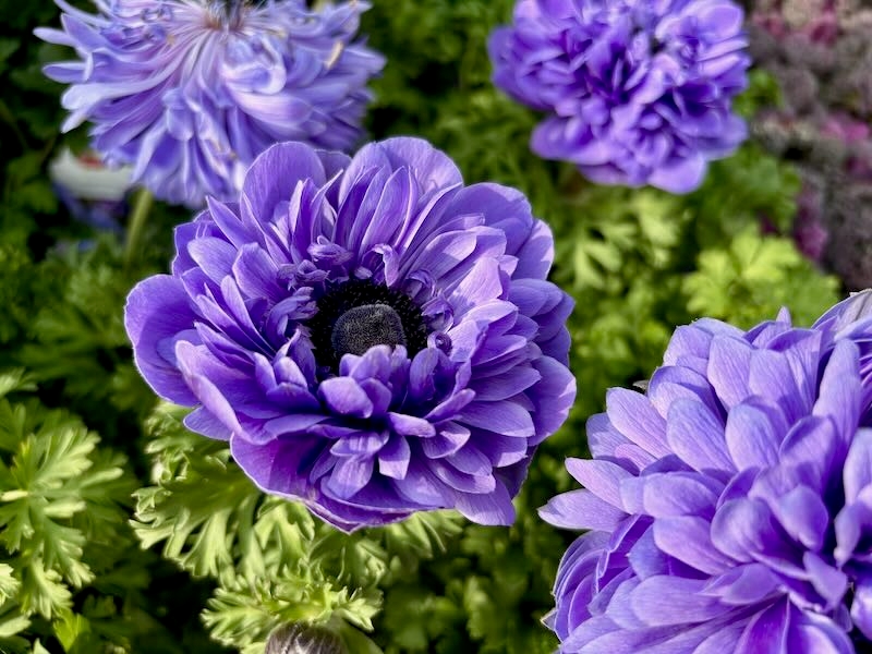 Anemone ‘Harmony Double Blue’ | Online Flower Garden