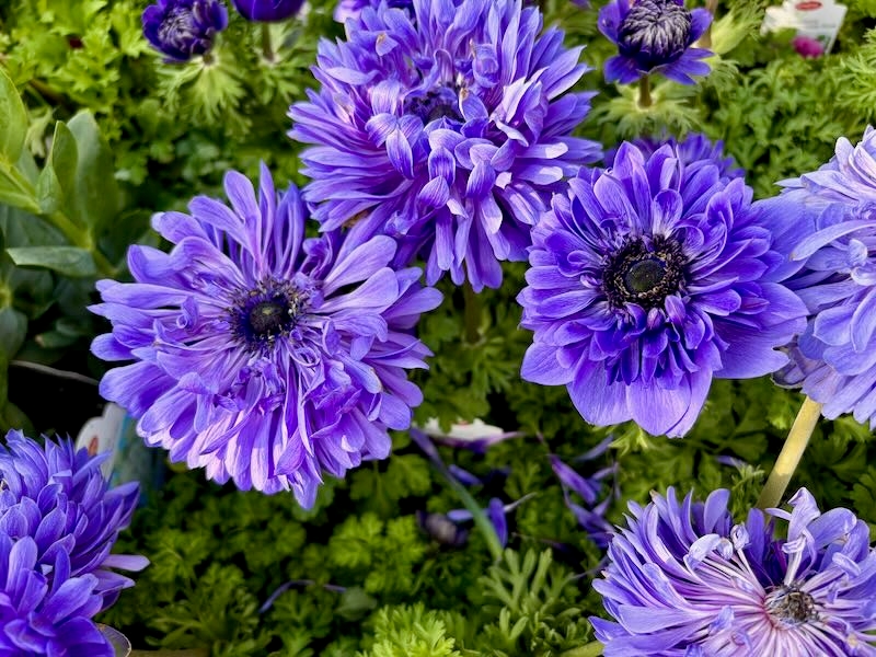 Anemone ‘Harmony Double Blue’ | Online Flower Garden