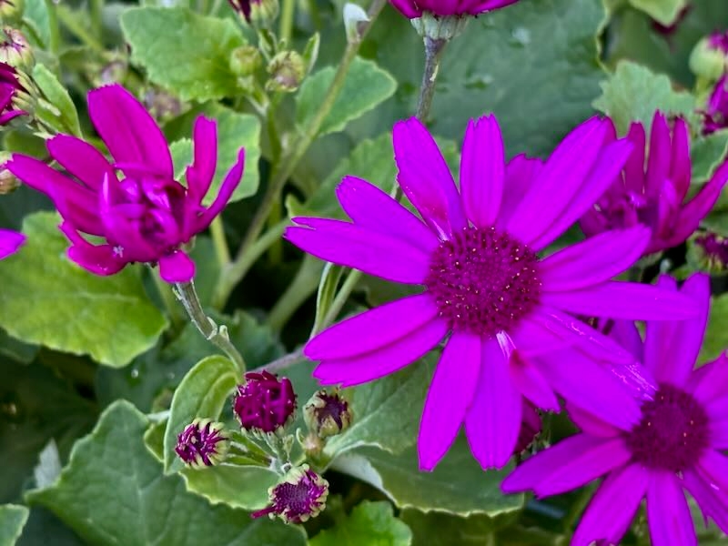 Pericallis ‘Senetti® Magenta’ | Online Flower Garden