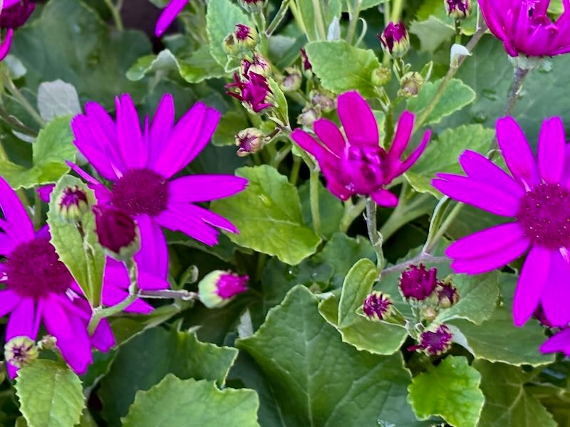 Pericallis ‘Senetti® Magenta’ | Online Flower Garden