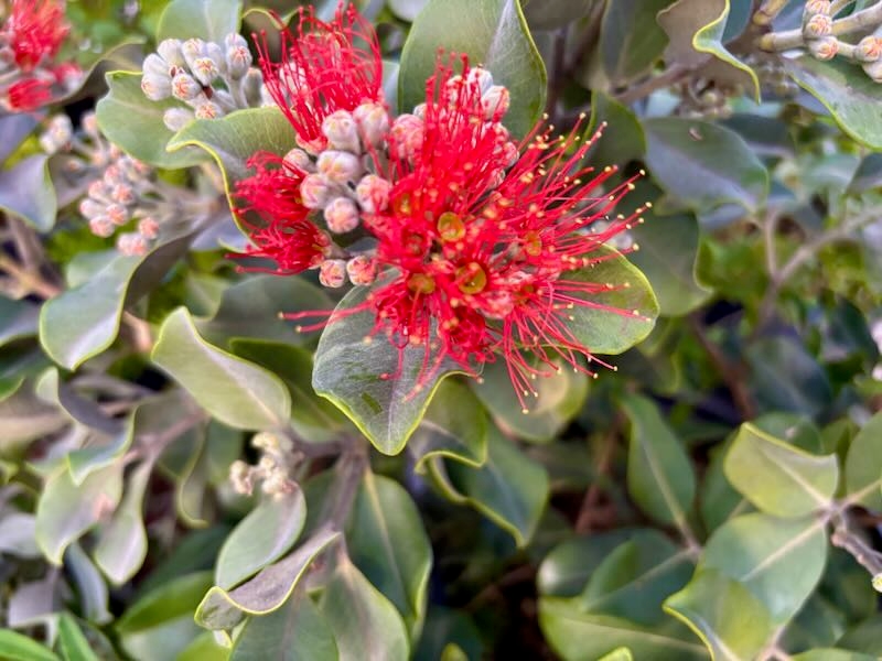 Metrosideros collina ‘Springfire’ | Online Flower Garden