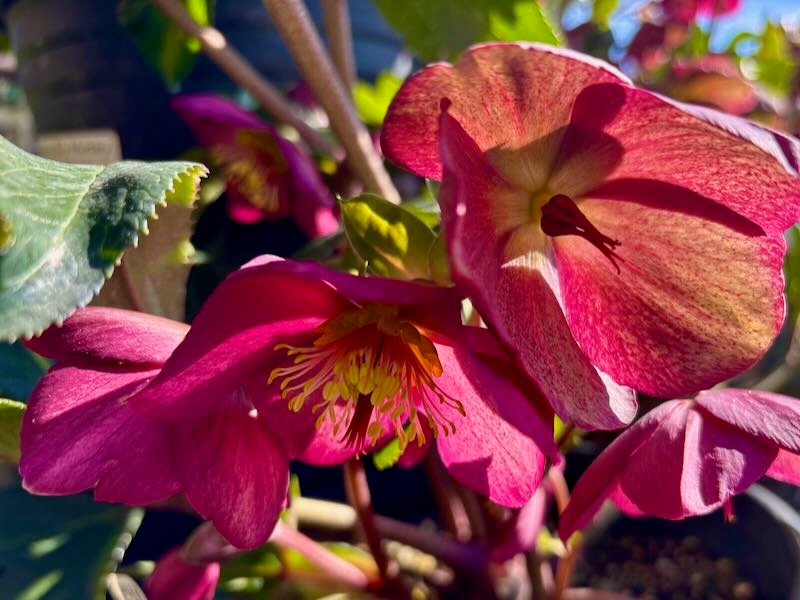 Helleborus ‘Ice N’ Roses Red’ | Online Flower Garden