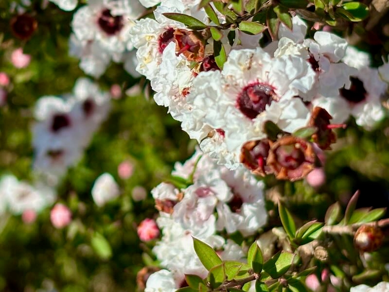 Leptospermum 'Snow White' | Online Flower Garden