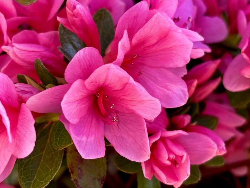 Azalea indicum 'Coral Bells' | Online Flower Garden