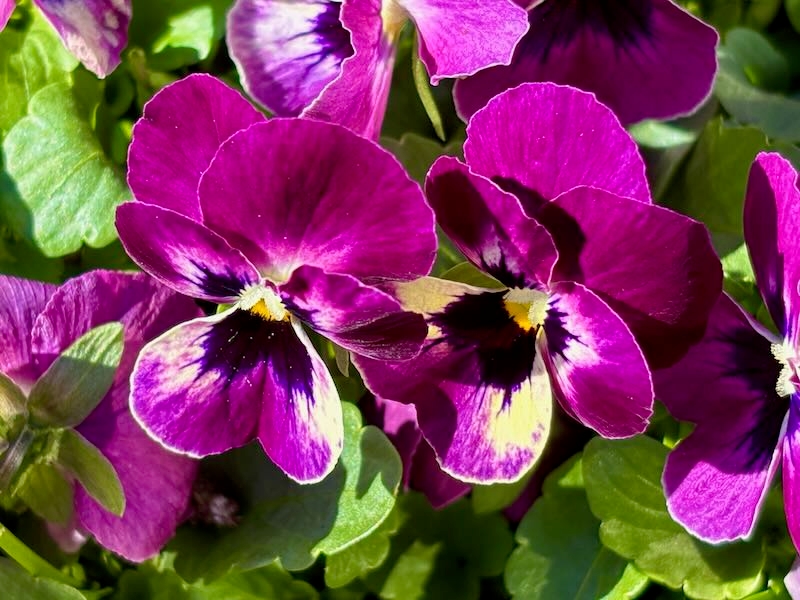 Viola 'Sorbet® XP Raspberry' | Online Flower Garden