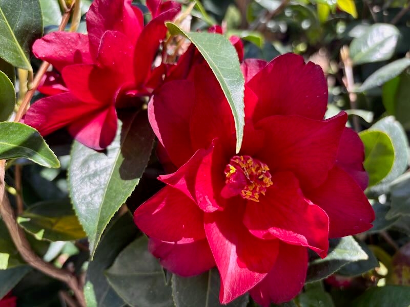 Camellia japonica ‘Julius Nuccio’ | Online Flower Garden