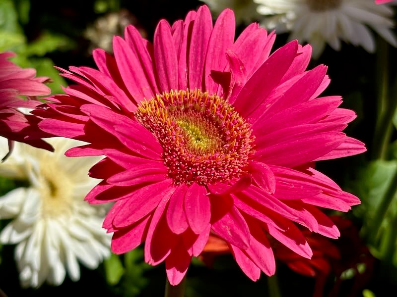 Gerbera 'Revolution Rose Bright Light Eye' | Flower Garden
